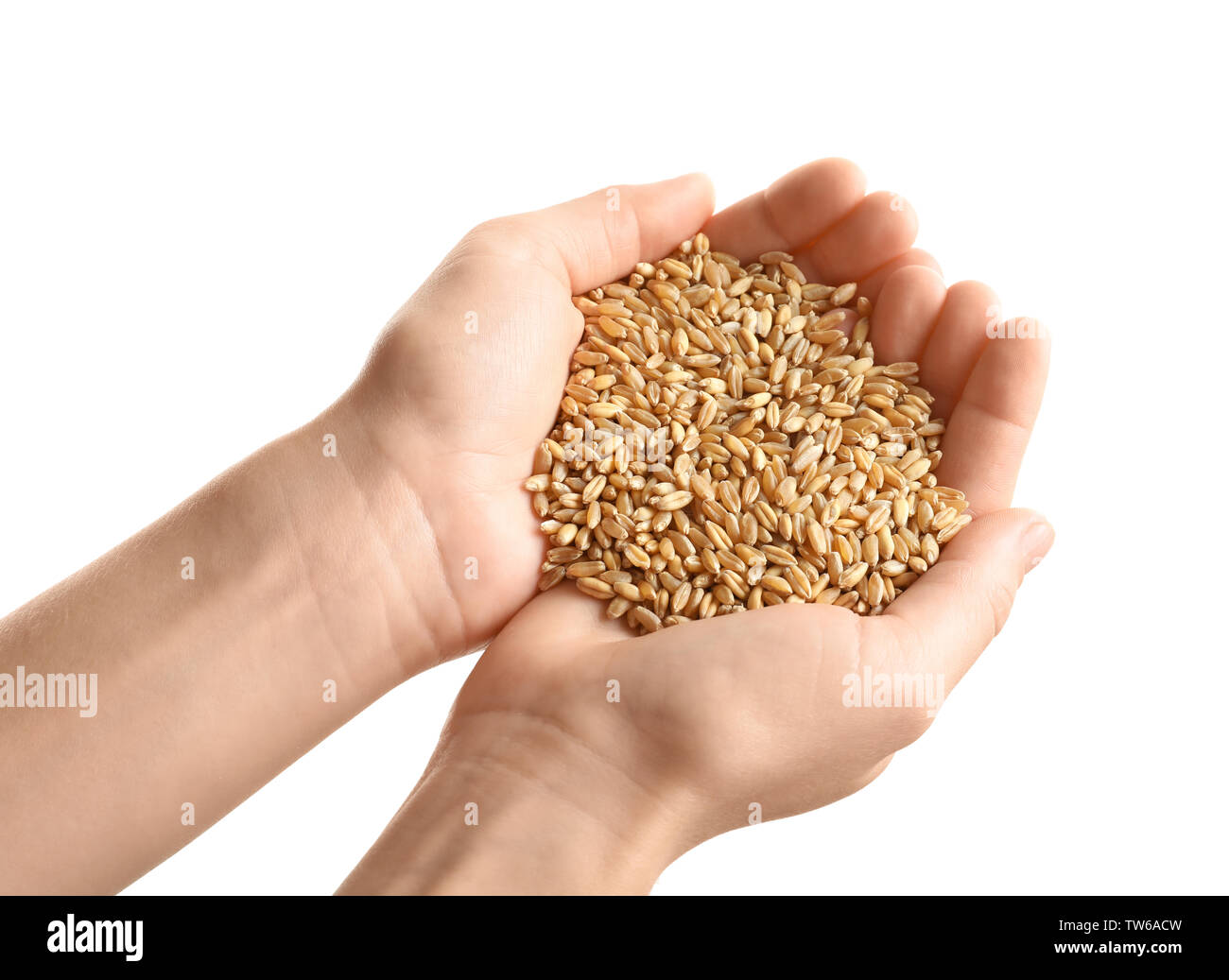 Woman's hands holding wheat grains on white background Stock Photo - Alamy