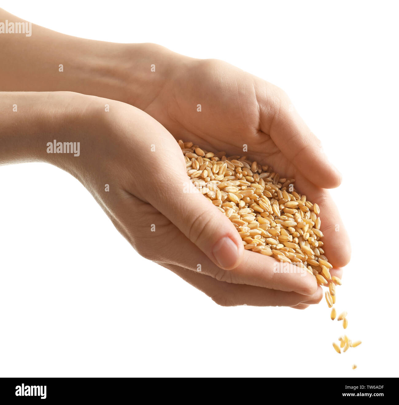 Woman's hands pouring wheat grains on white background Stock Photo - Alamy