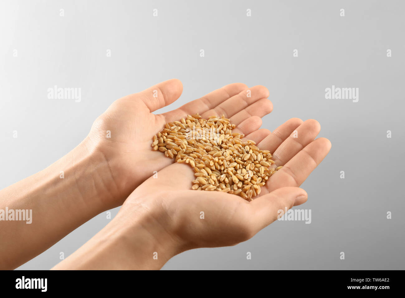 Woman's hands holding wheat grains on grey background Stock Photo - Alamy