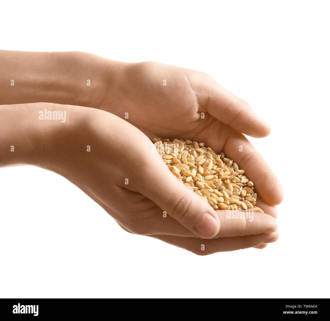 Woman's hands holding wheat grains on white background Stock Photo - Alamy