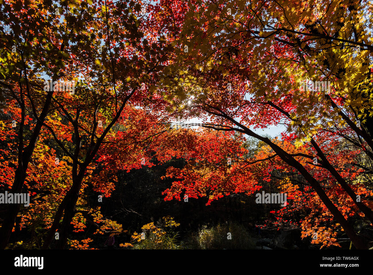 Northern Valley Maple Leaf Autumn Colorful Forest and Autumn Scenery ...