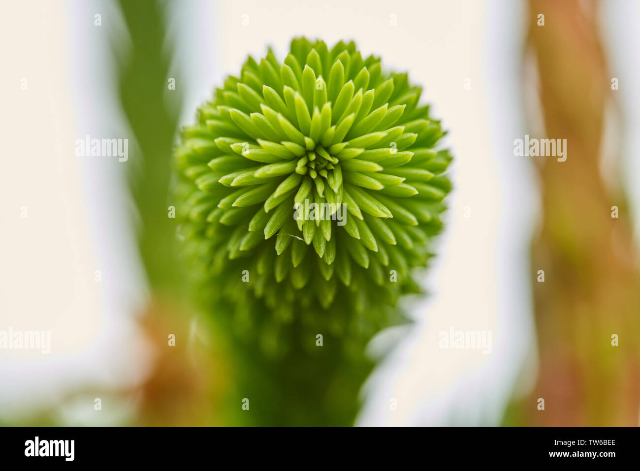 Closeup of fir branches with young buds Stock Photo - Alamy