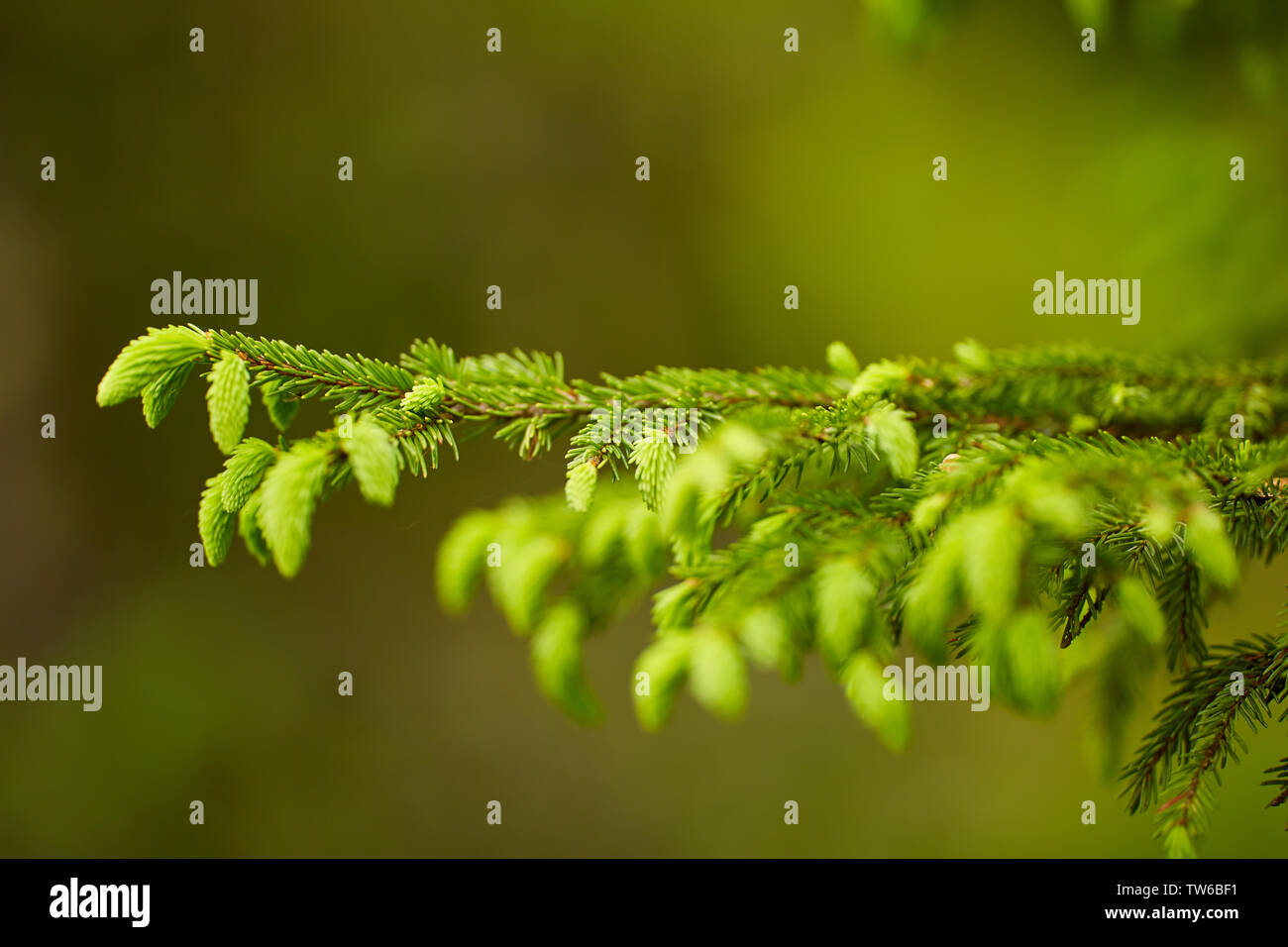 Closeup of fir branches with young buds Stock Photo - Alamy