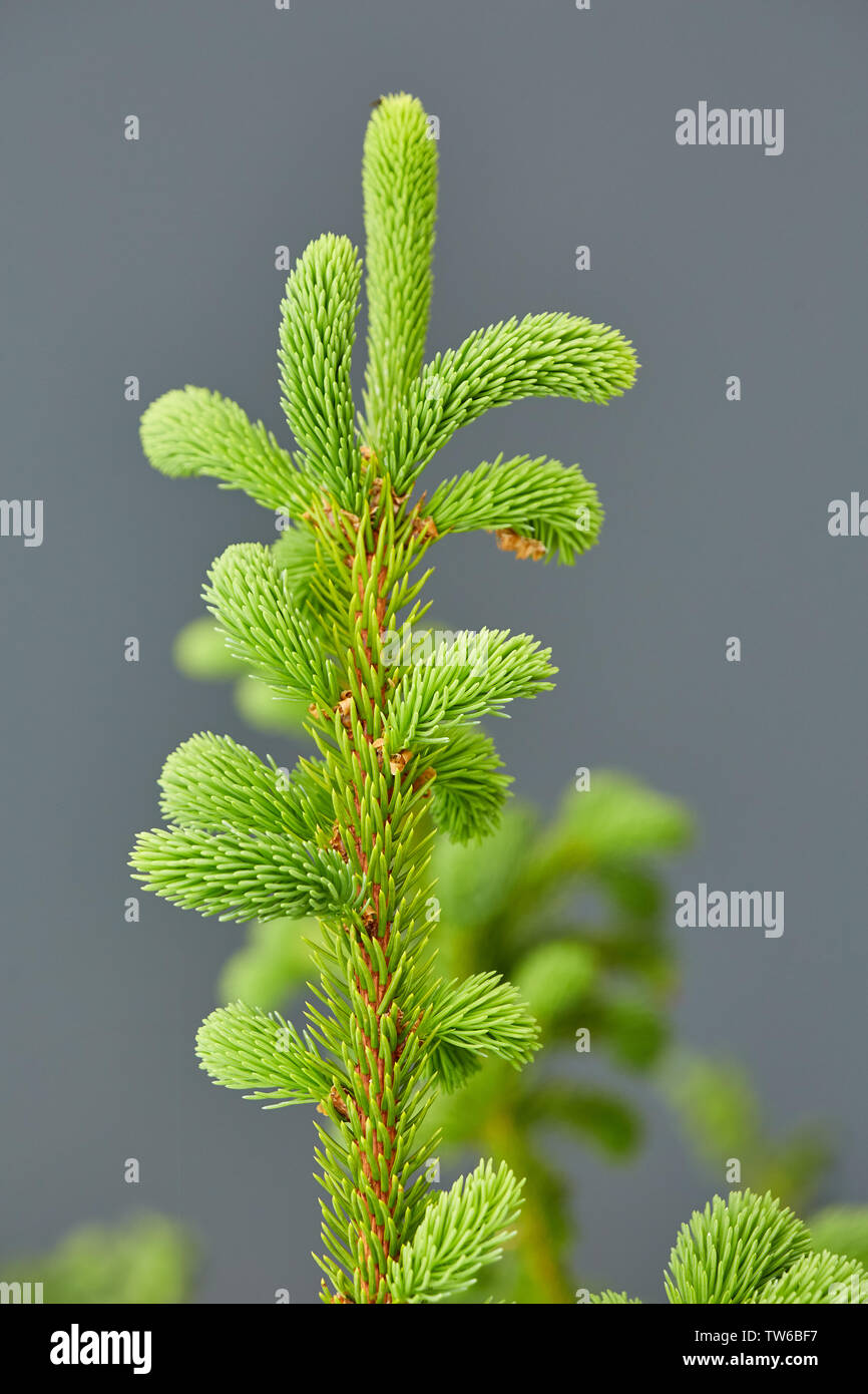 Closeup of fir branches with young buds Stock Photo - Alamy
