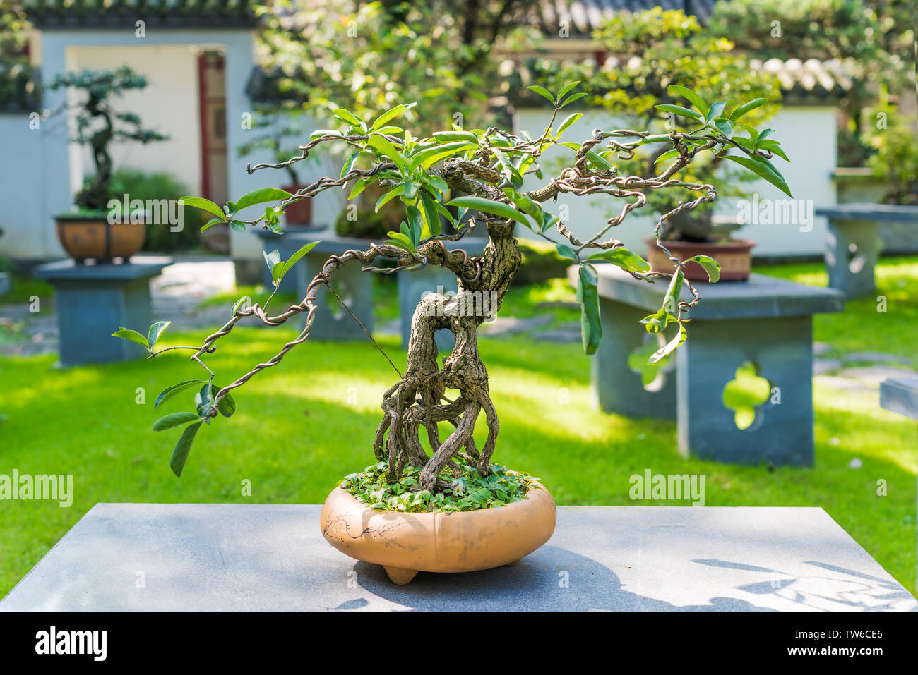Sichuan potted plants hi-res stock photography and images - Alamy