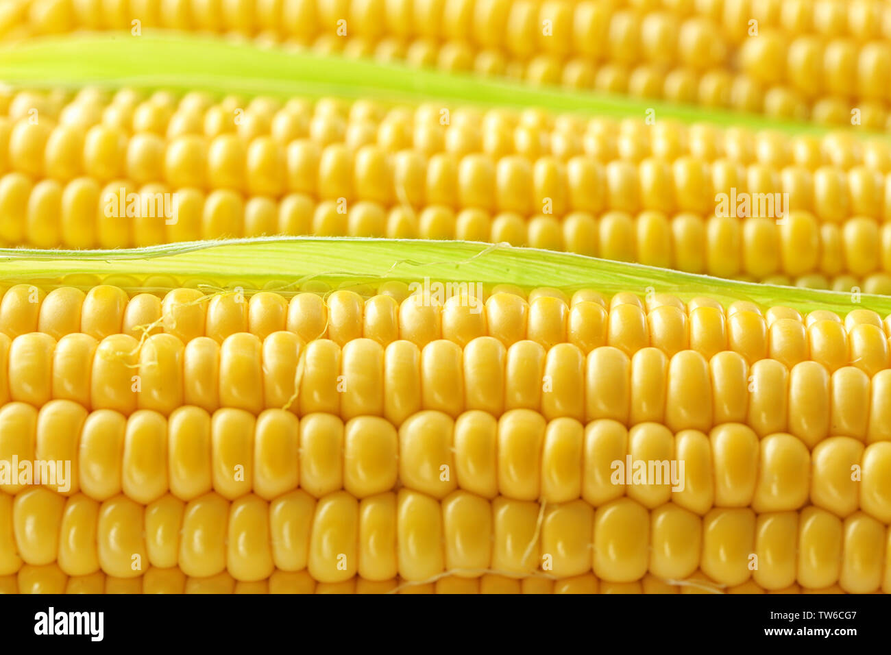 Fresh corn cobs, close up Stock Photo - Alamy