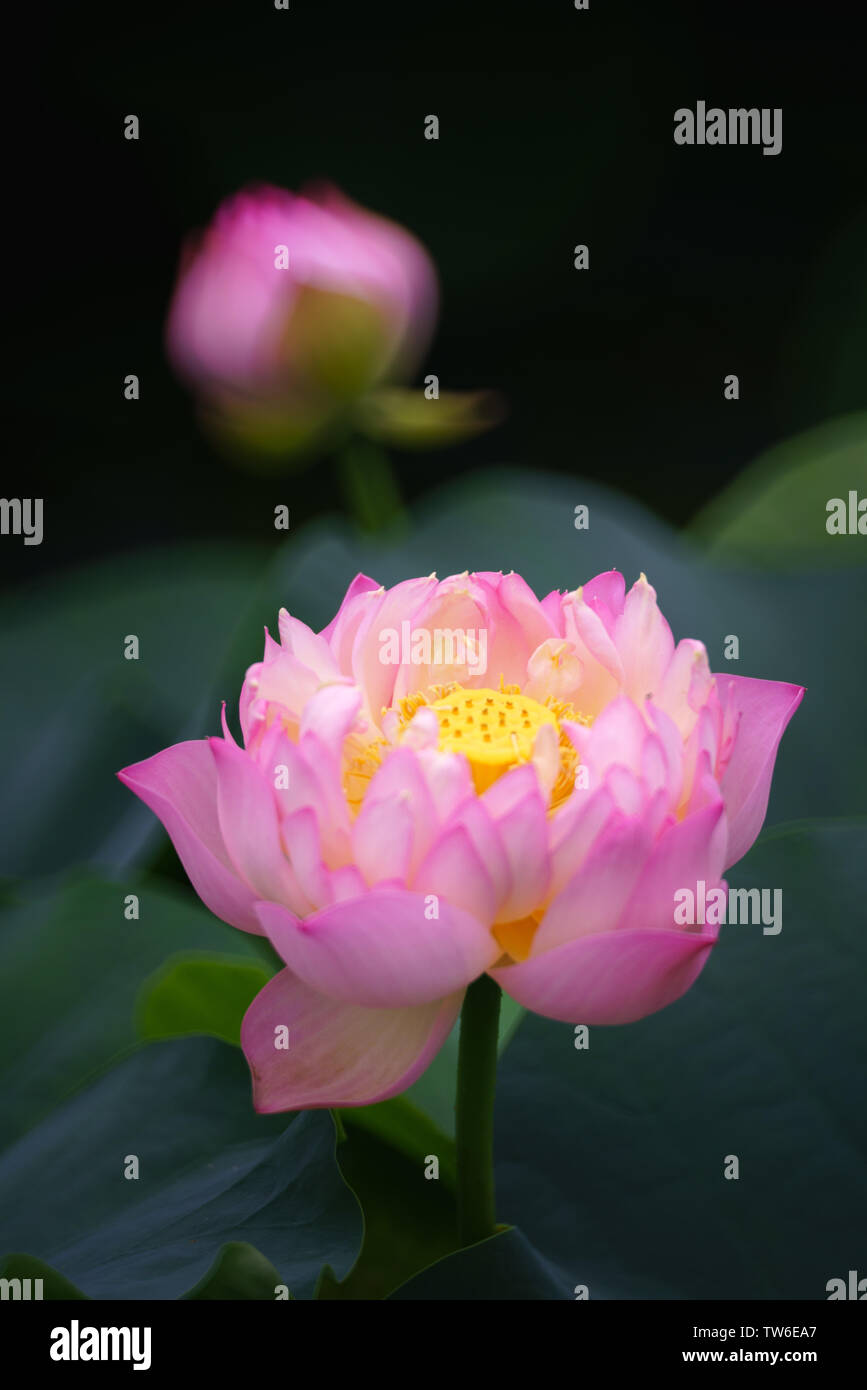 Aquatic plants in foreign countries hi-res stock photography and images ...