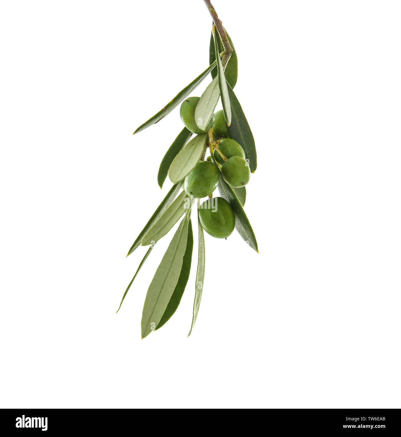 Olive twig, isolated on white Stock Photo - Alamy