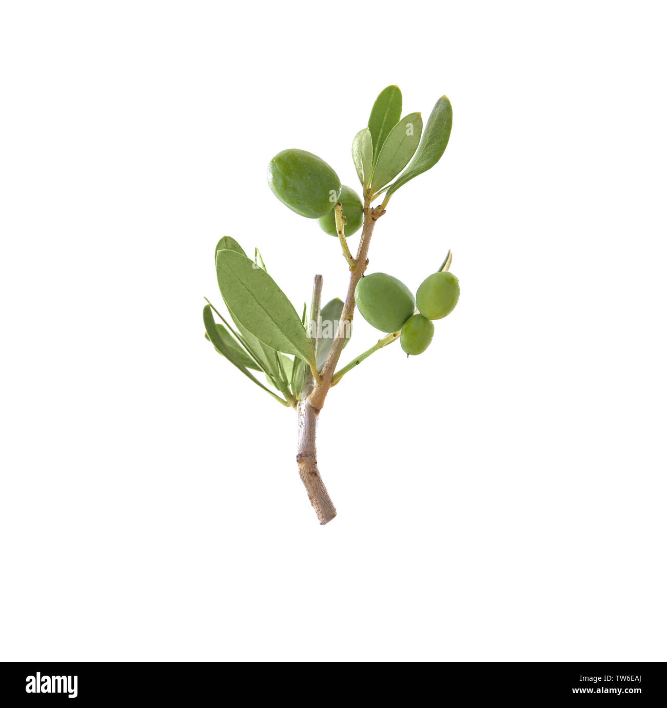 Olive twig, isolated on white Stock Photo - Alamy