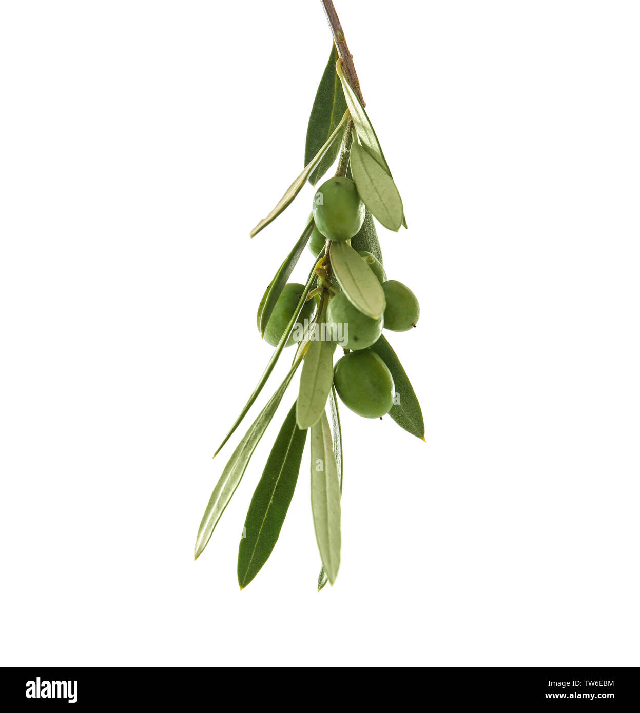 Olive twig, isolated on white Stock Photo - Alamy