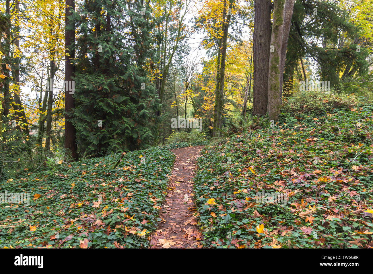 path in forest in park Stock Photo - Alamy