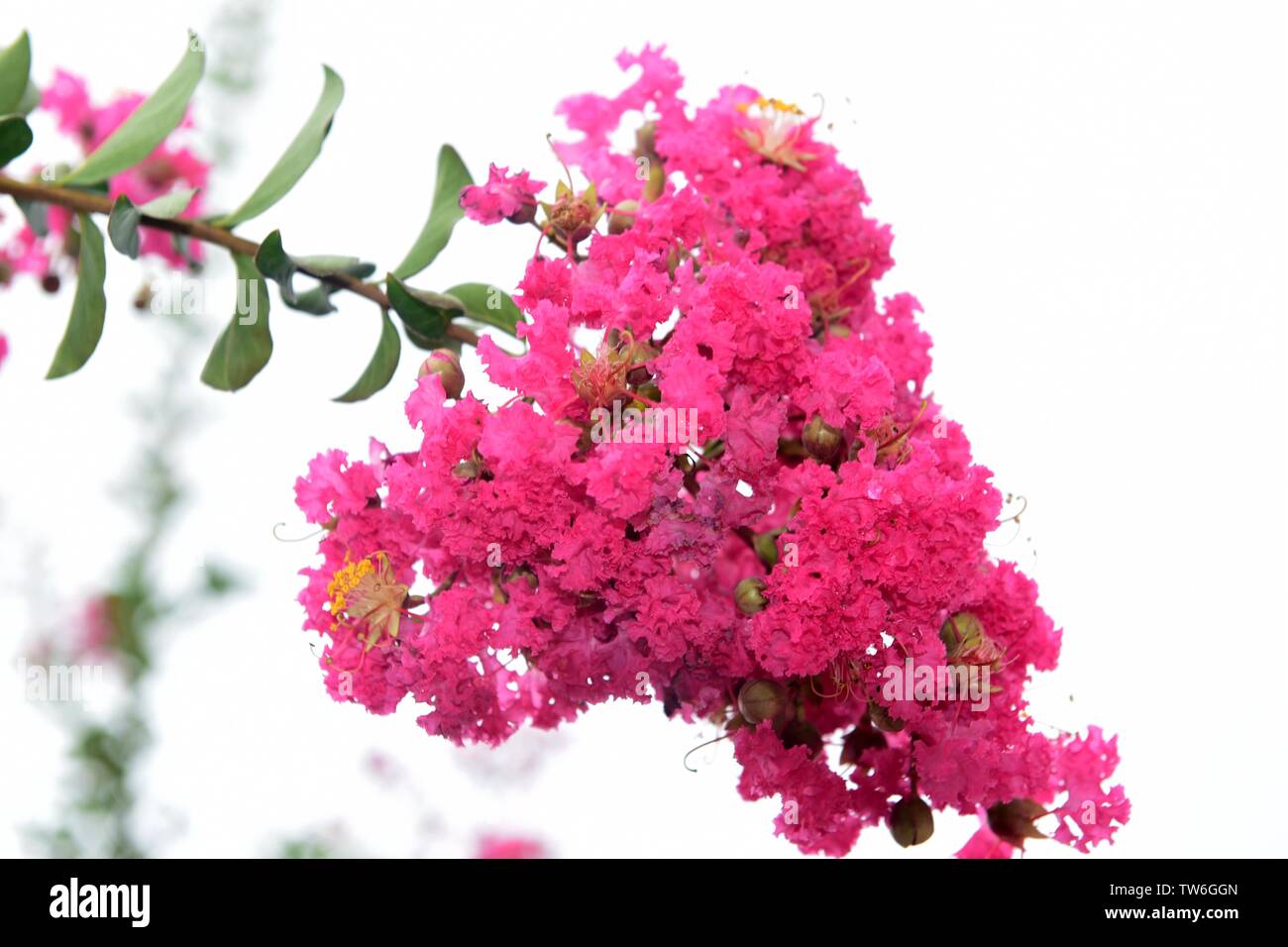 Purple crape myrtle tree Cut Out Stock Images & Pictures - Alamy