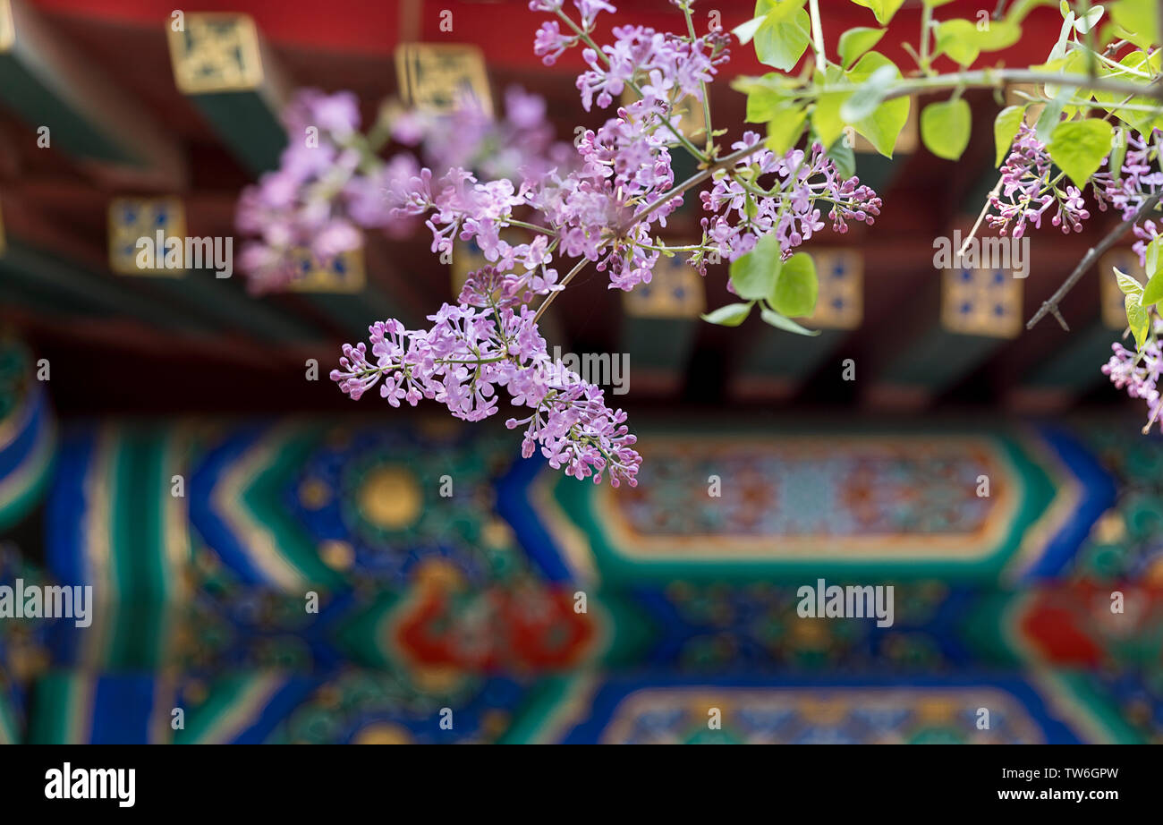 Fayuan Temple, Beijing Stock Photo - Alamy