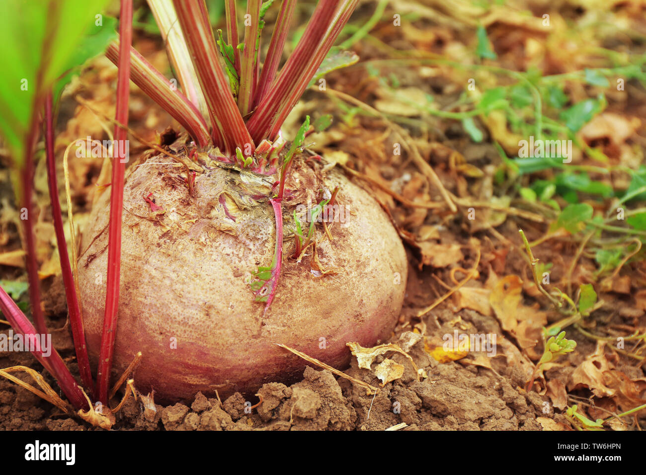 Ripe beet hi-res stock photography and images - Alamy