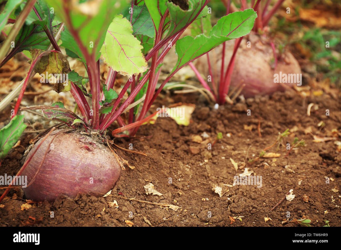 Ripe beet hi-res stock photography and images - Alamy