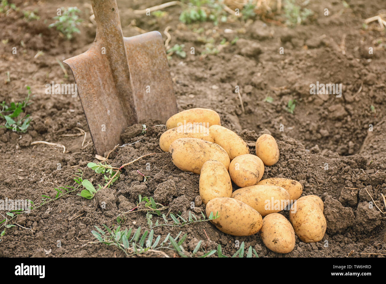 Ripe potatoes in garden hi-res stock photography and images - Alamy