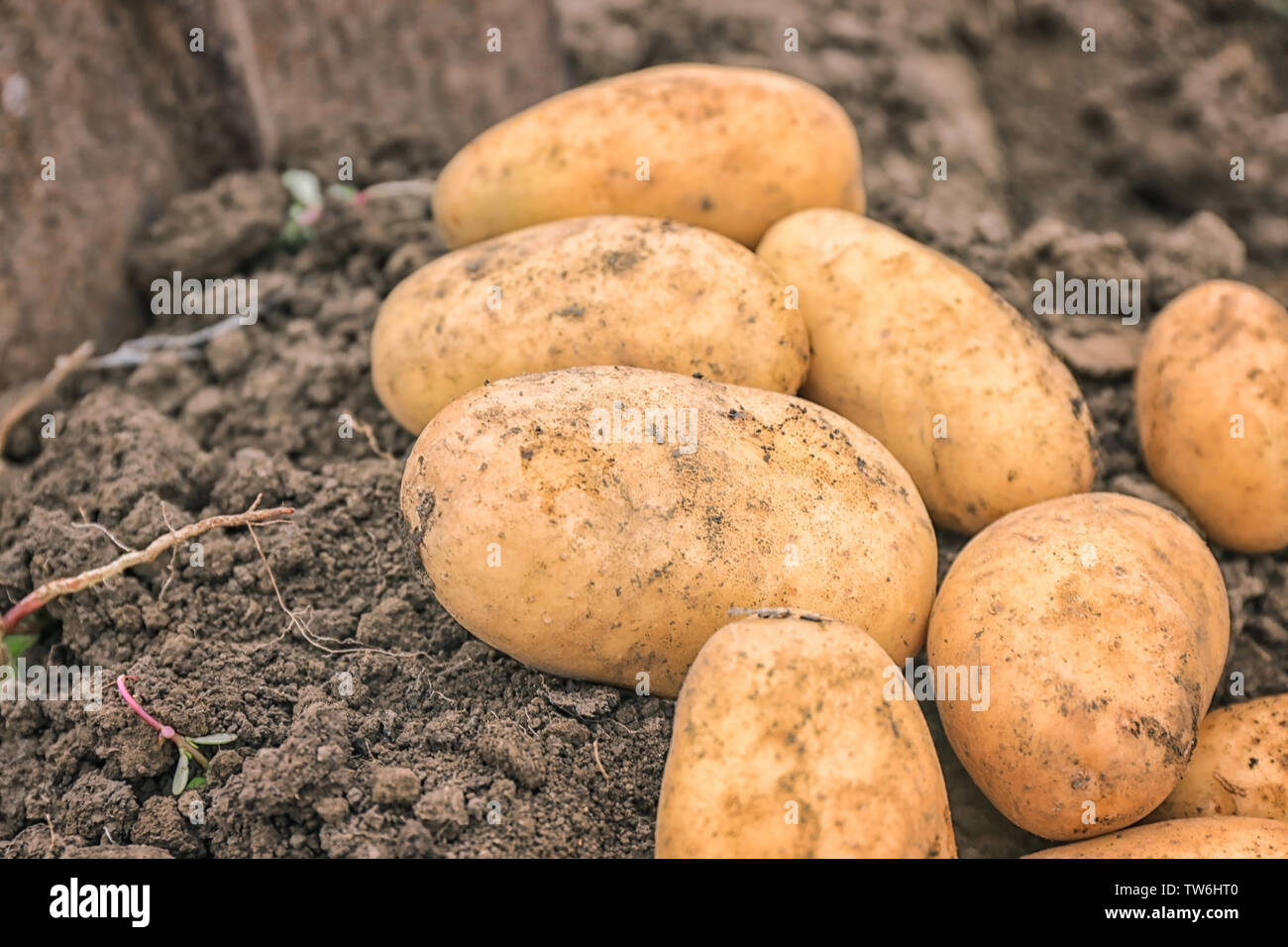 Harvesting in village potatoes hi-res stock photography and images - Alamy