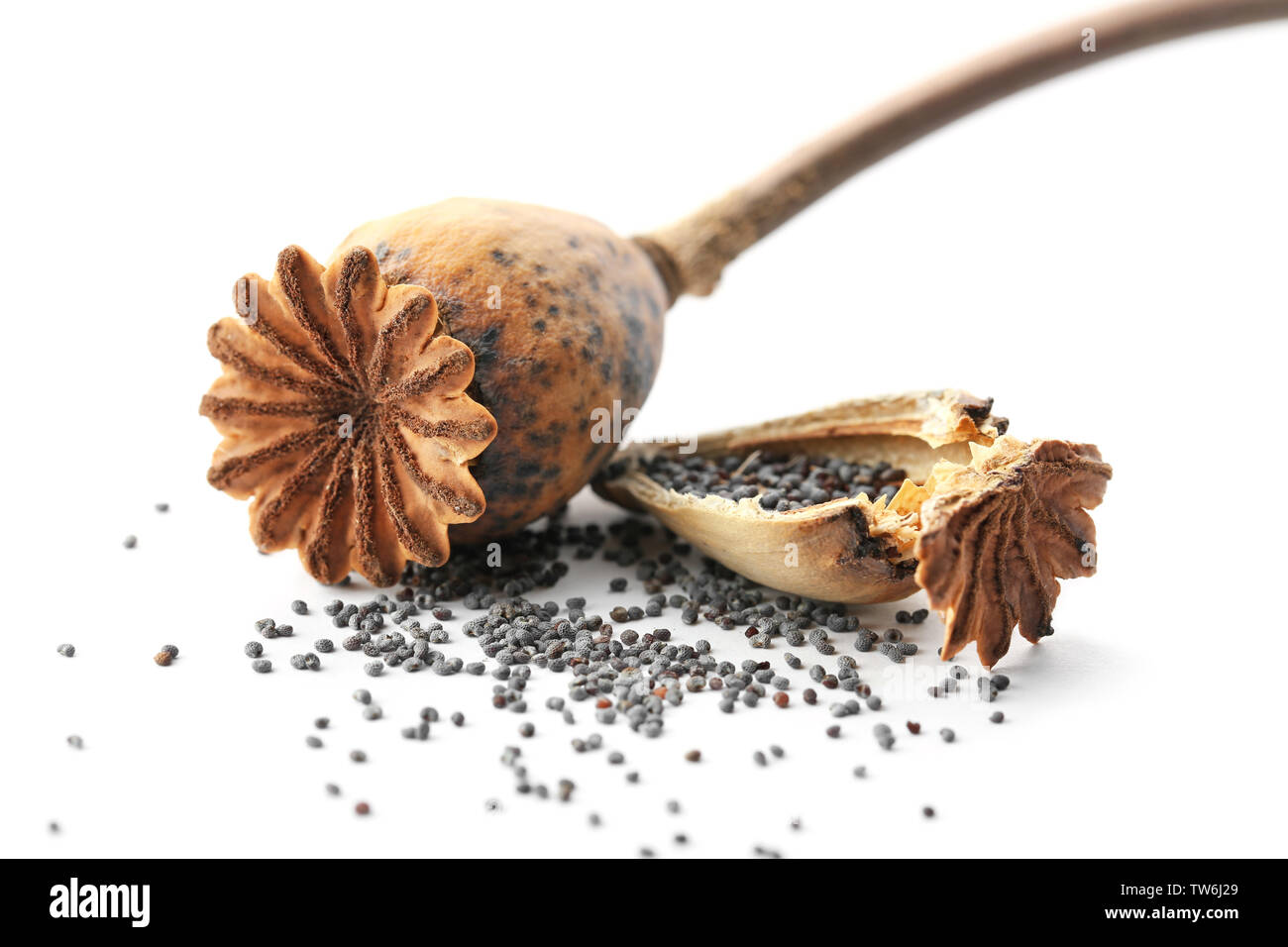 Poppy seed pods on white background Stock Photo - Alamy