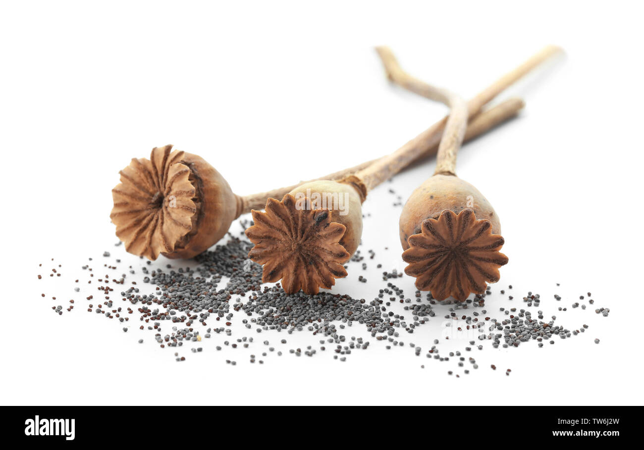 Dried poppy seed pods on white background Stock Photo - Alamy