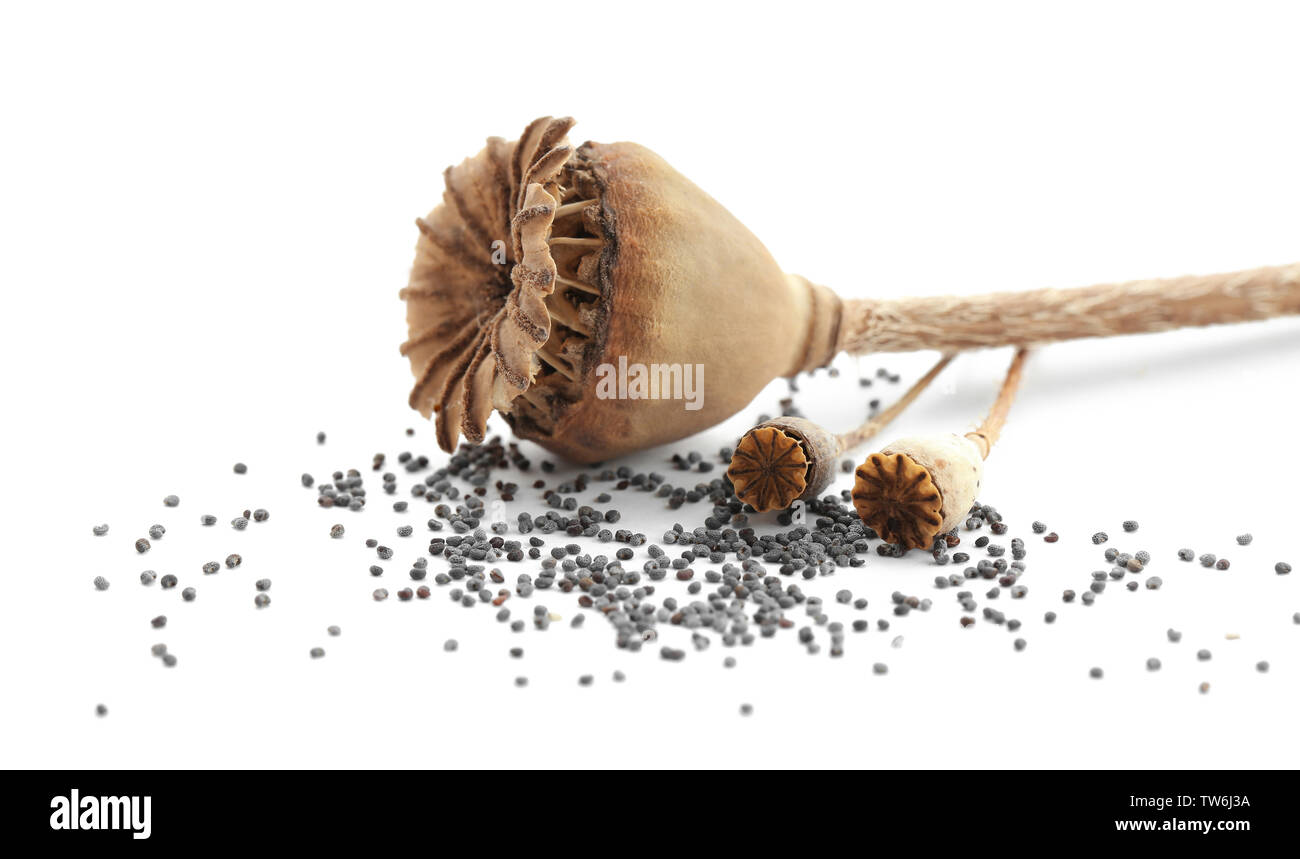 Dried poppy seed pods on white background Stock Photo - Alamy