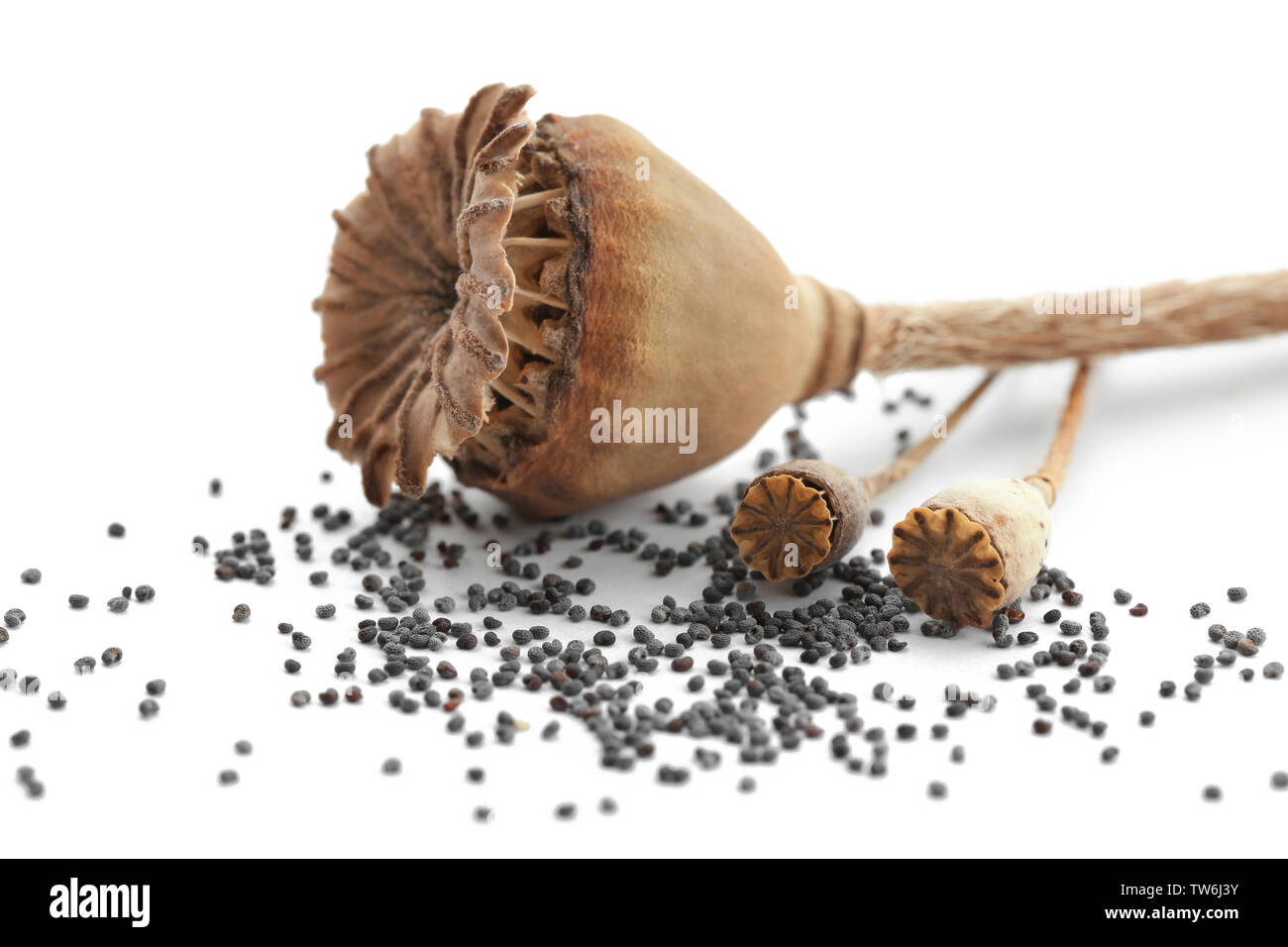 Dried poppy seed pods on white background Stock Photo - Alamy