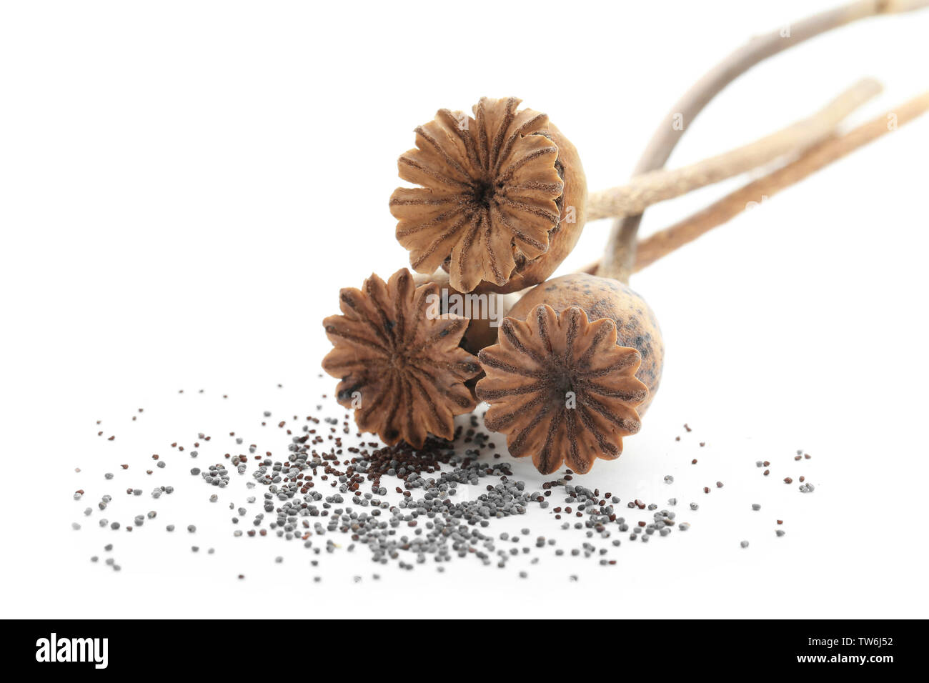 Dried poppy seed pods on white background Stock Photo - Alamy