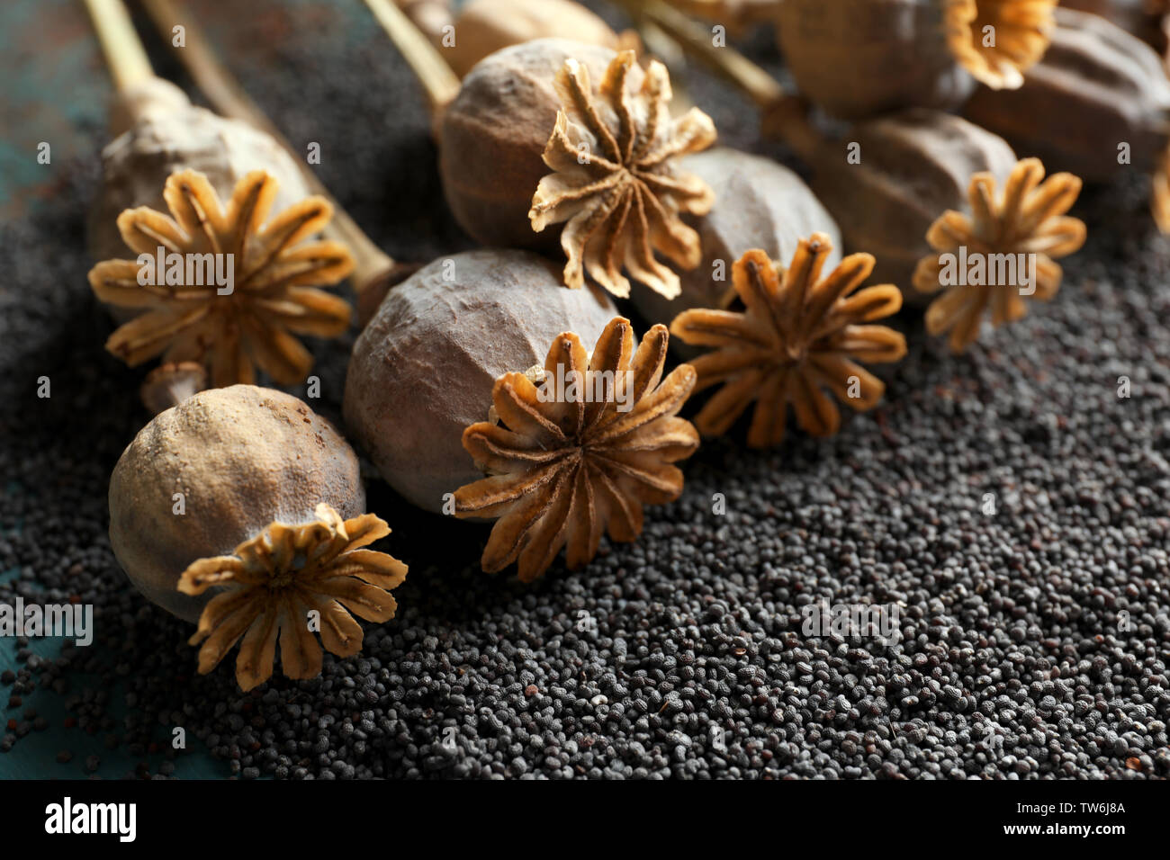 Dried poppy heads and seeds, closeup Stock Photo - Alamy