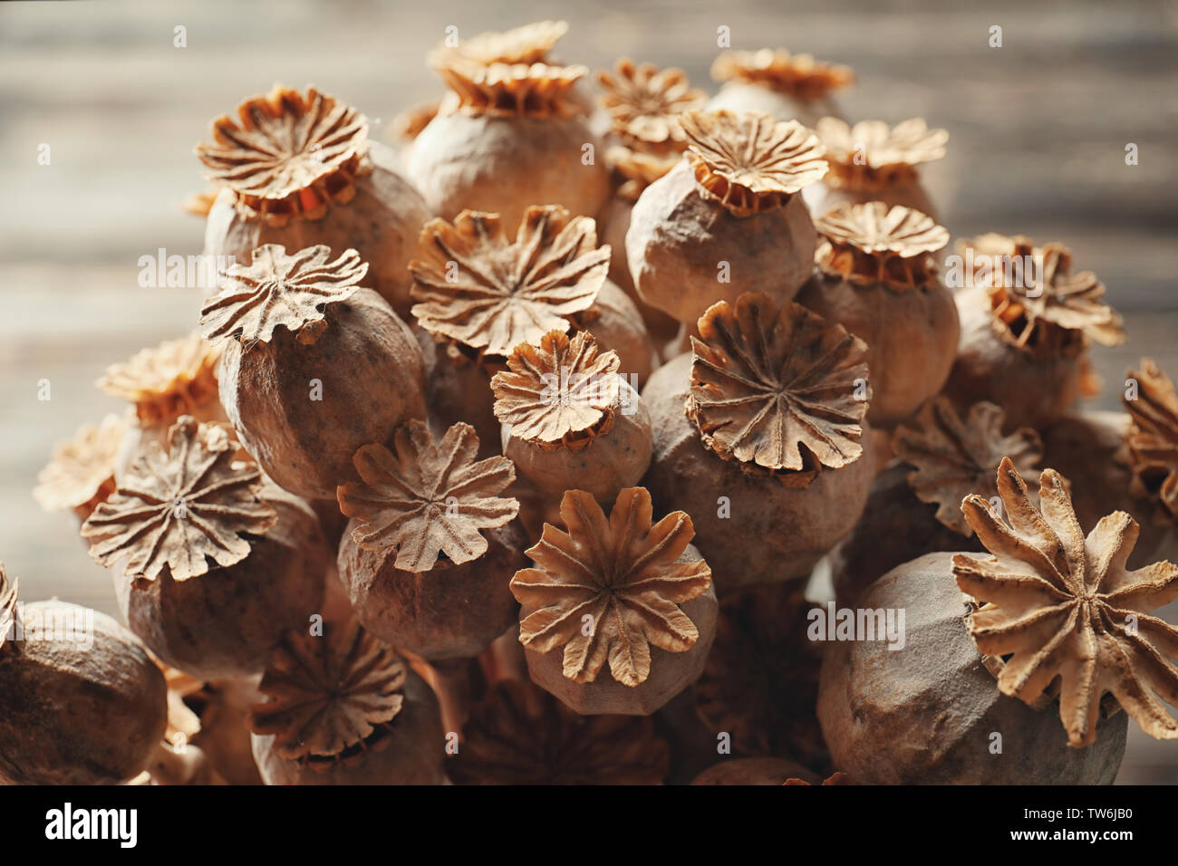 Bunch of poppy heads, closeup Stock Photo - Alamy