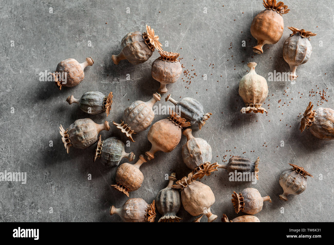 Dried poppy heads on grey background Stock Photo - Alamy
