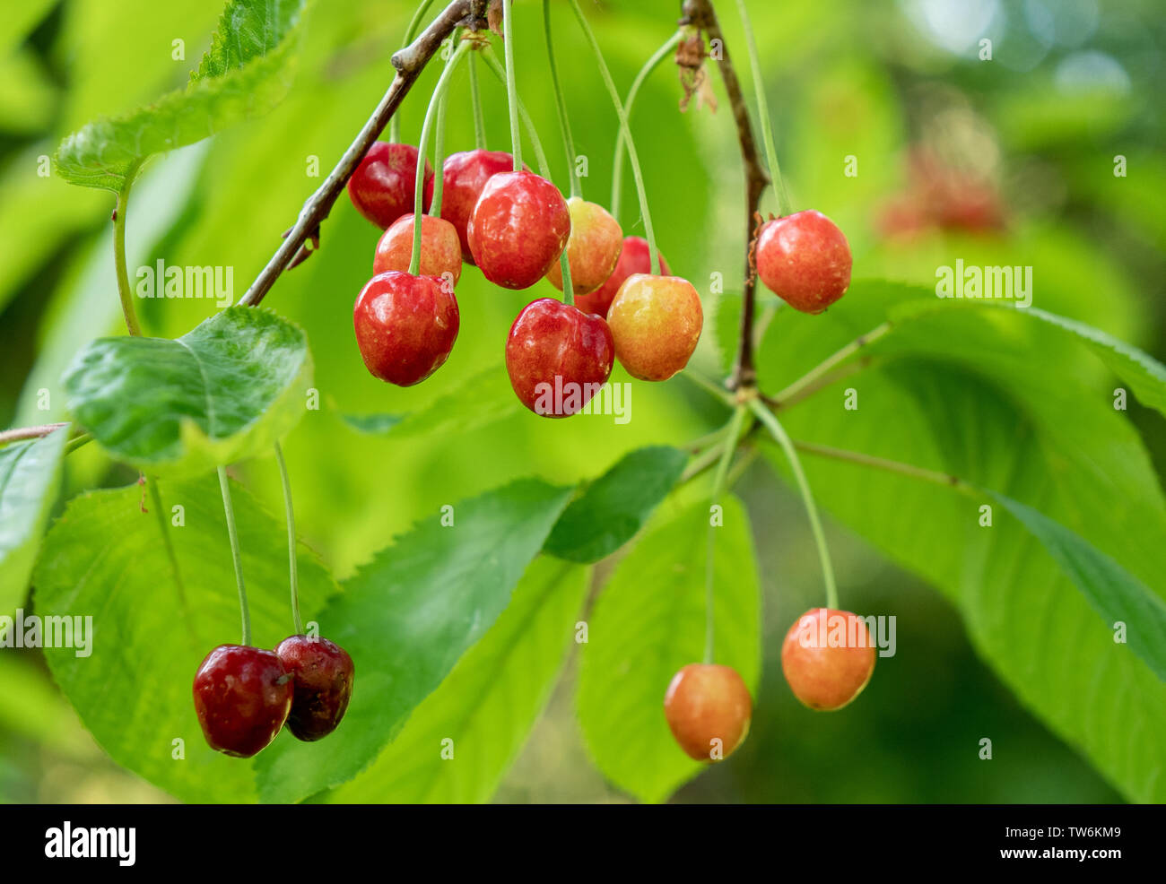 Fresh cherry berries green hi-res stock photography and images - Alamy