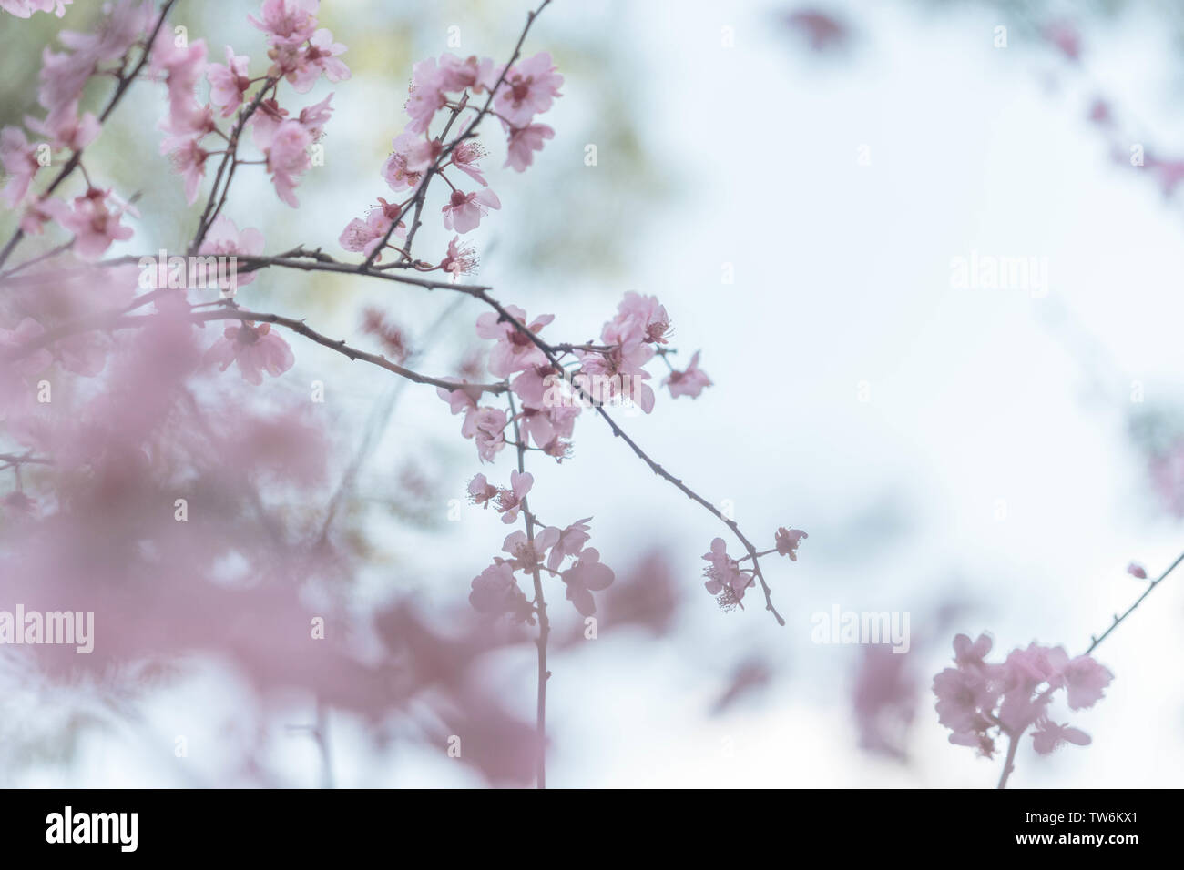 Cherry blossoms, picky flowers, pink, spring, romantic Stock Photo - Alamy