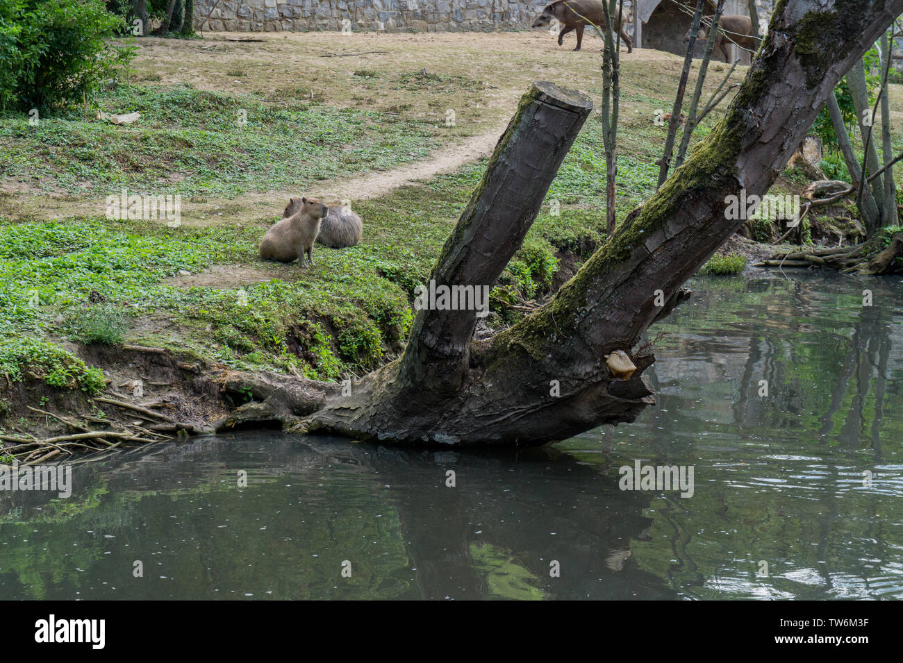 Two capybaras and two tapirs Stock Photo - Alamy
