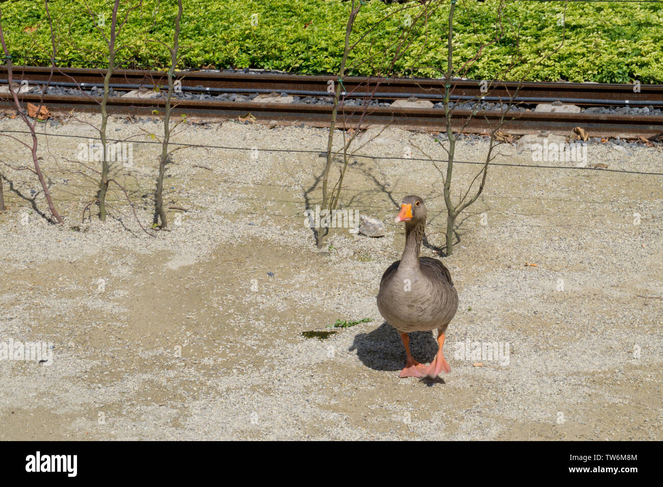 Duck looking at the camera Stock Photo - Alamy