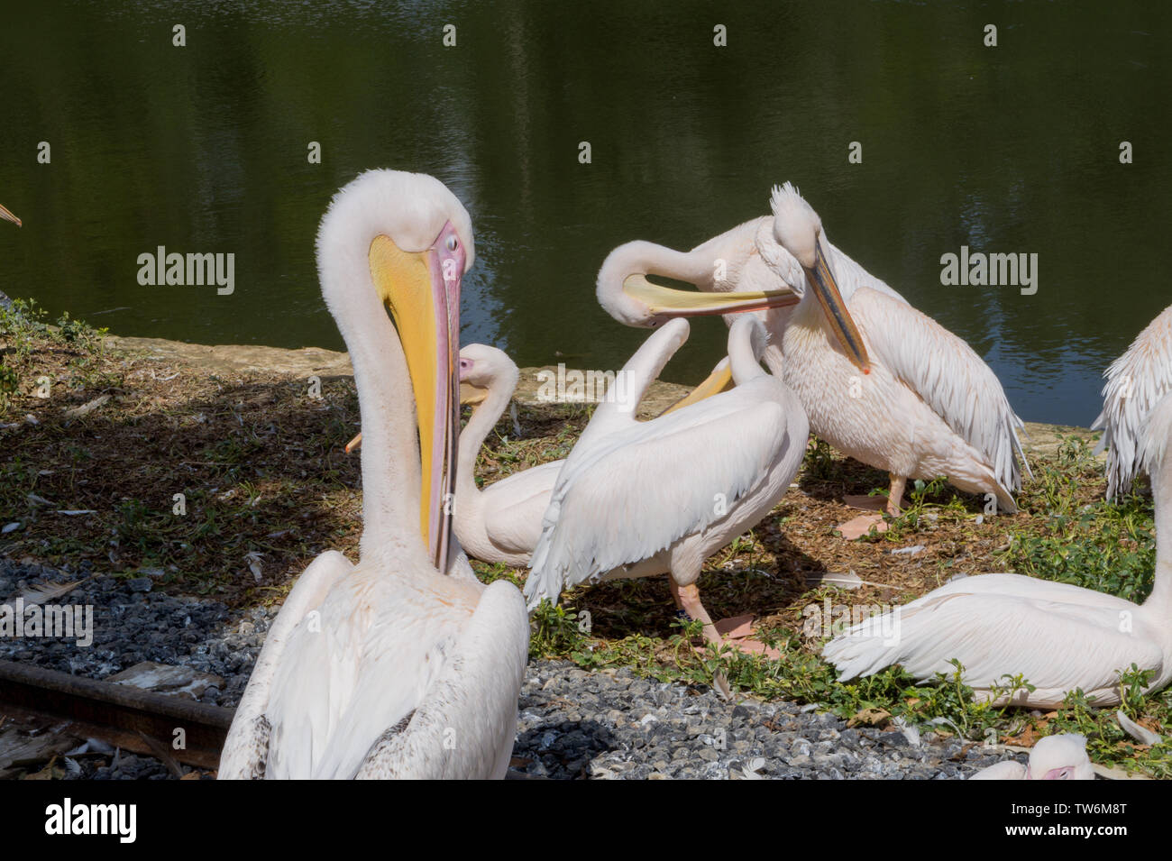 Back view of pelicans hi-res stock photography and images - Alamy