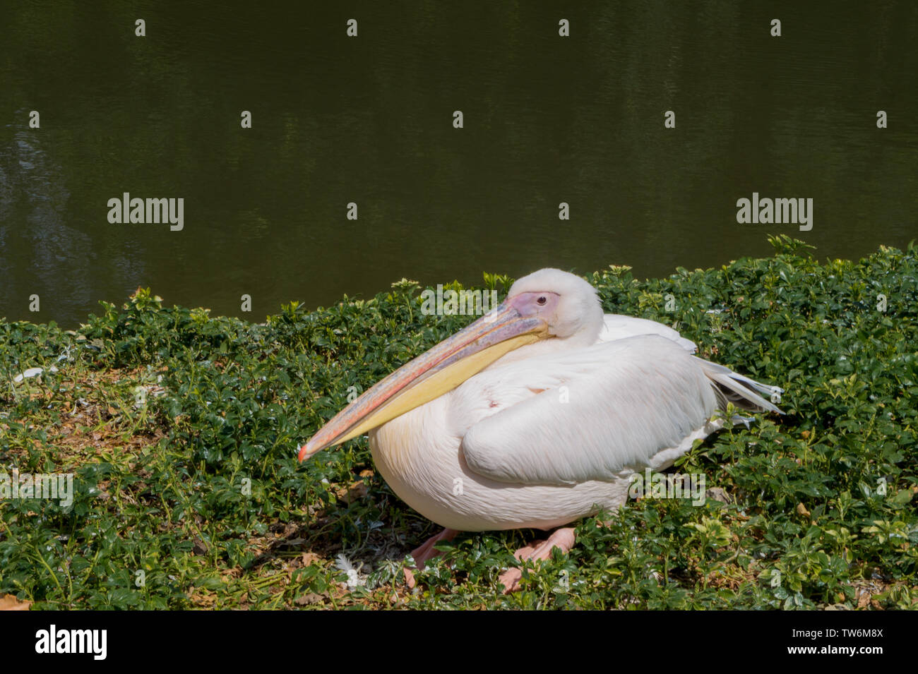 Pelican waterfowl natural hi-res stock photography and images - Alamy