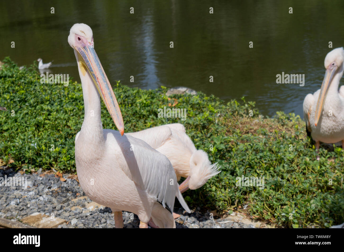 Pelican bird looking camera hi-res stock photography and images - Alamy