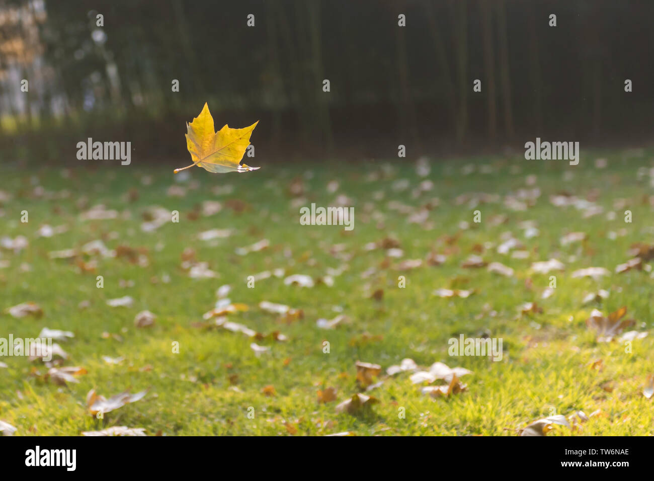 Leaves fluttering hi-res stock photography and images - Alamy