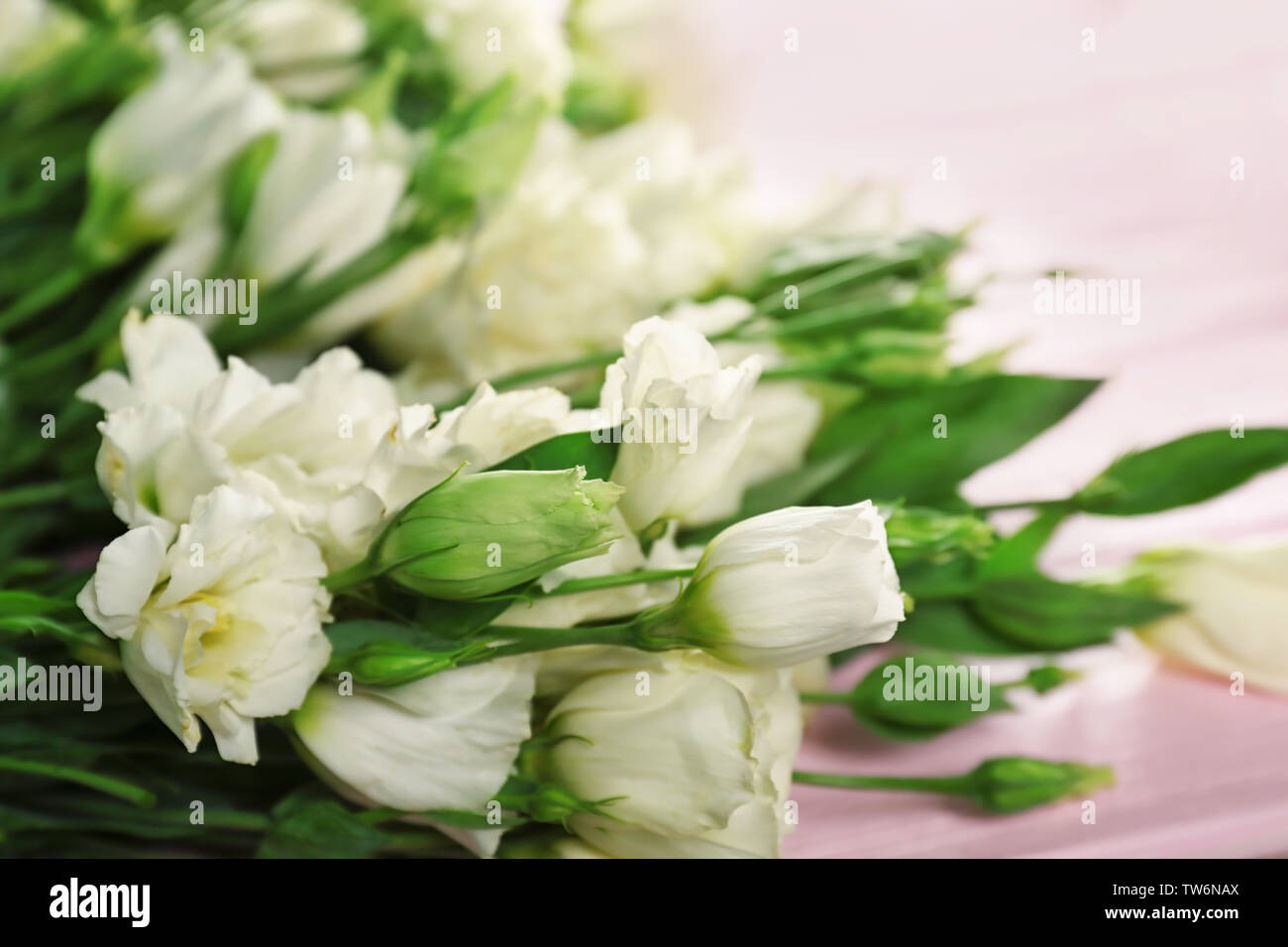 Beautiful eustoma flowers on hi-res stock photography and images - Alamy
