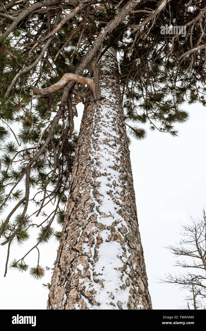 Captured from low angle hi-res stock photography and images - Alamy