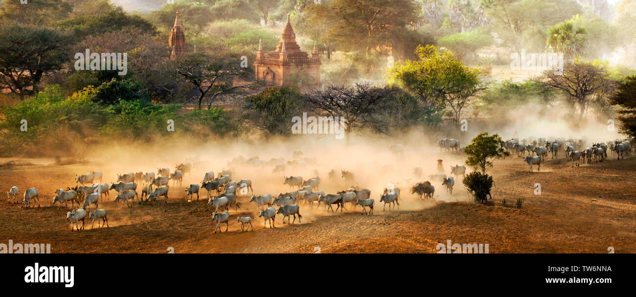The sunset is ten, the shepherds of Pugan, Myanmar, drive the cattle ...