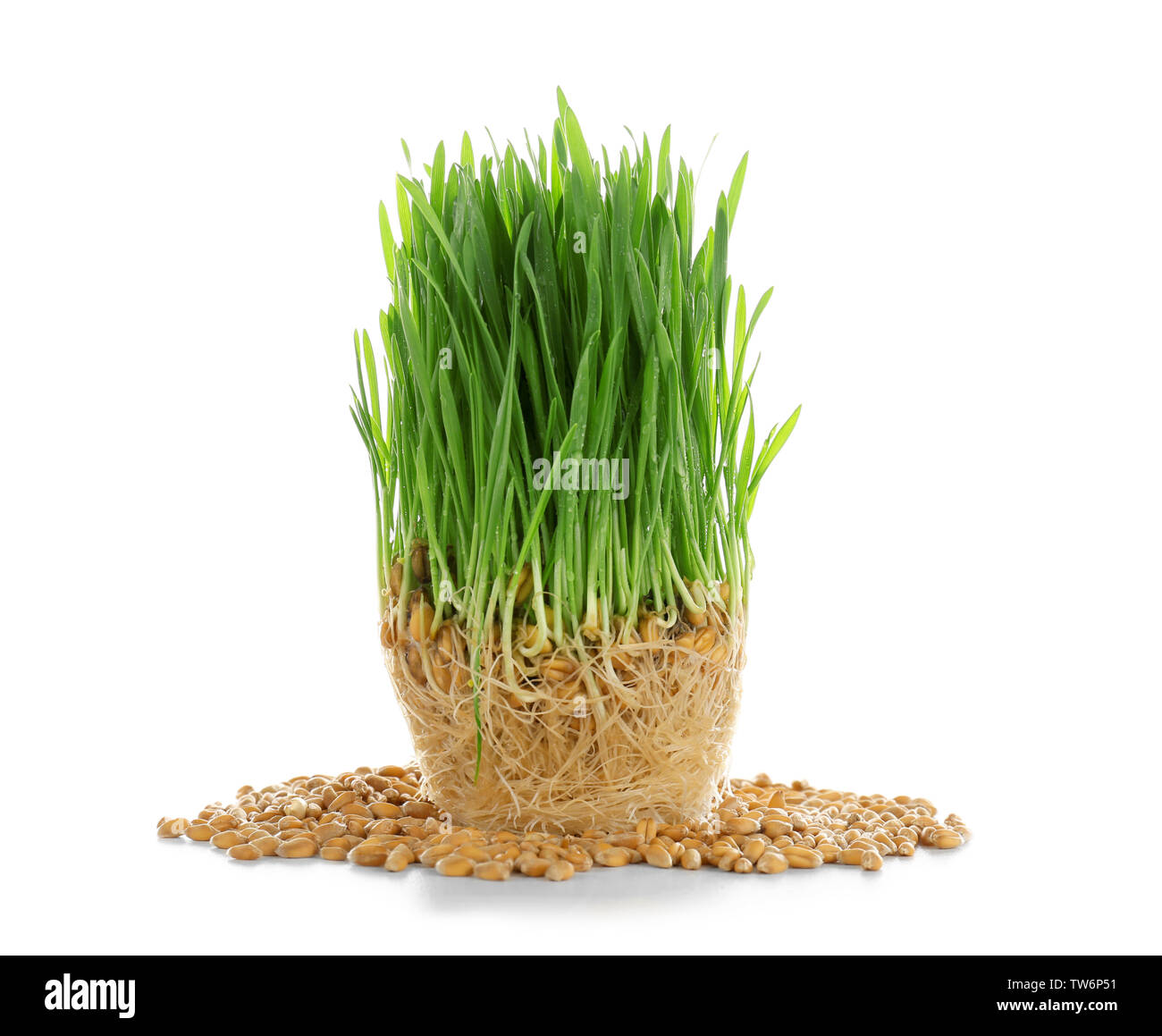 Superfood sprouted wheat grains hi-res stock photography and images - Alamy