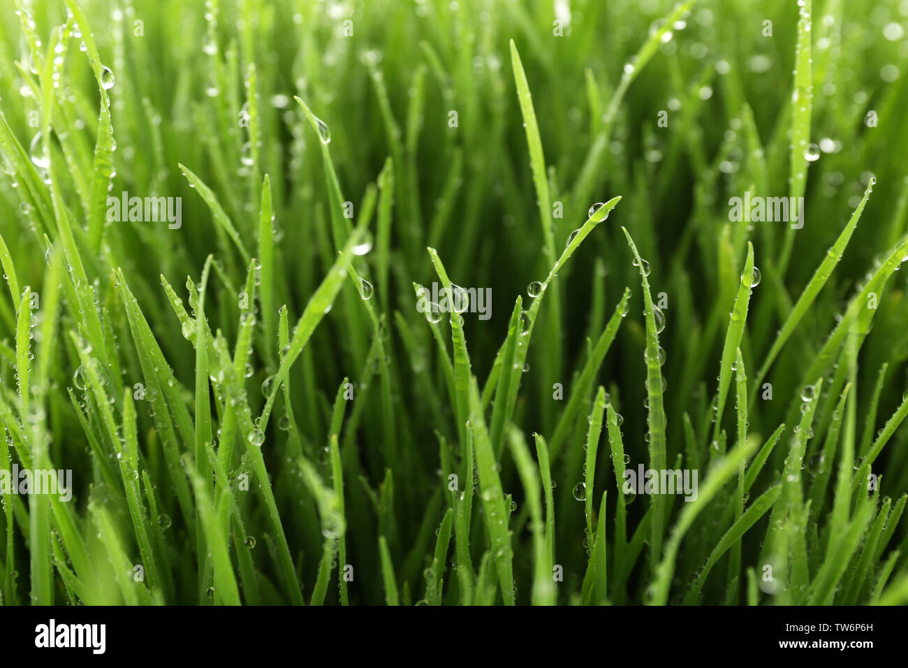 Wheat grass with dew as background Stock Photo - Alamy