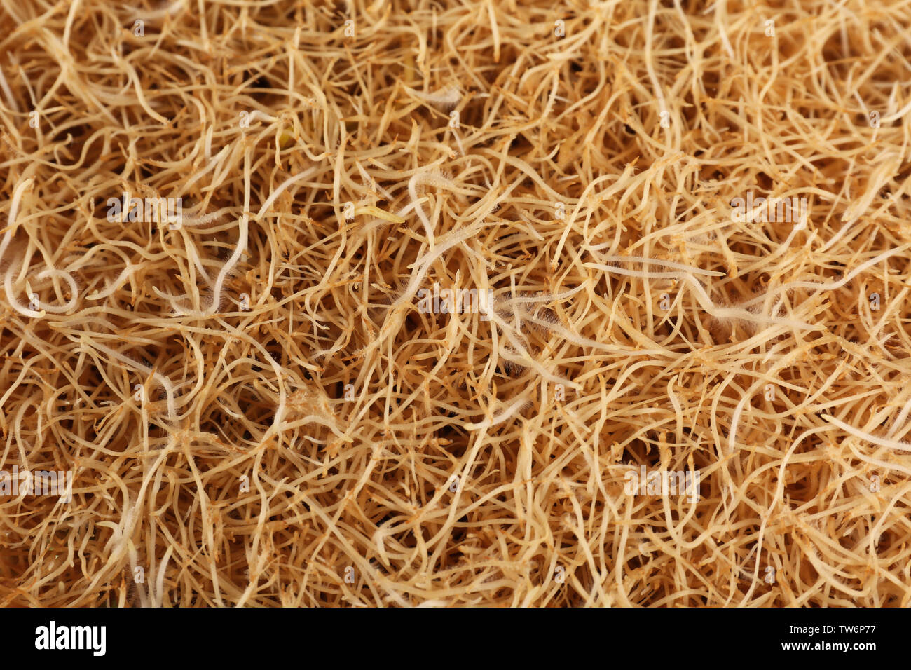 Wheat plant roots hi-res stock photography and images - Alamy