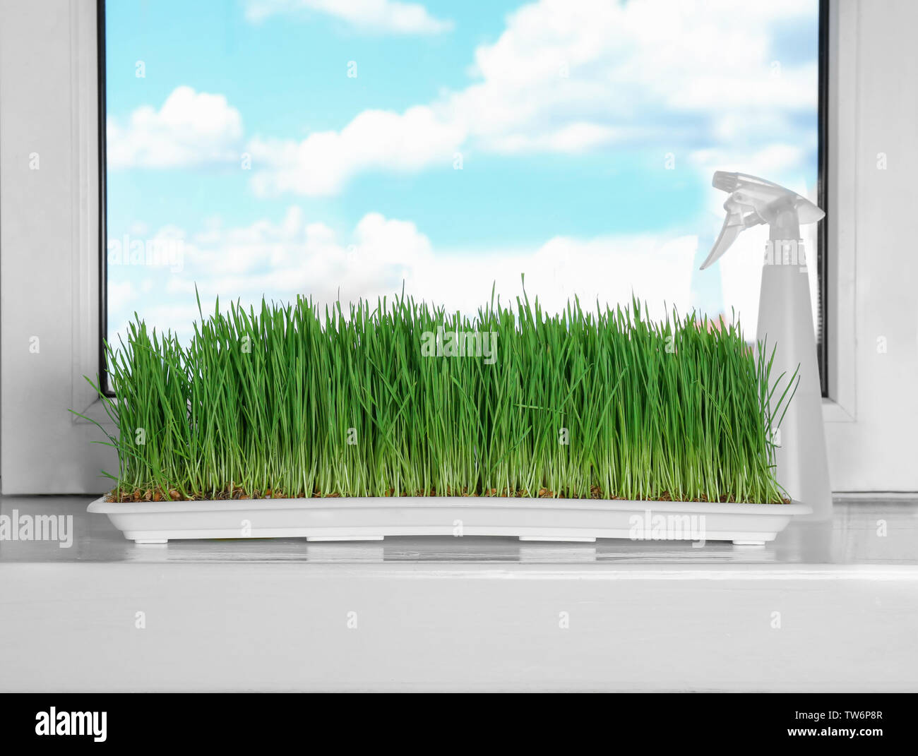 Tray with wheat grass on window sill Stock Photo - Alamy