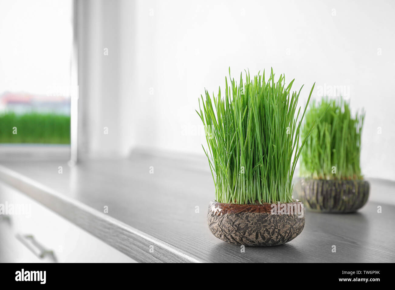 Pots with wheat grass on table Stock Photo - Alamy