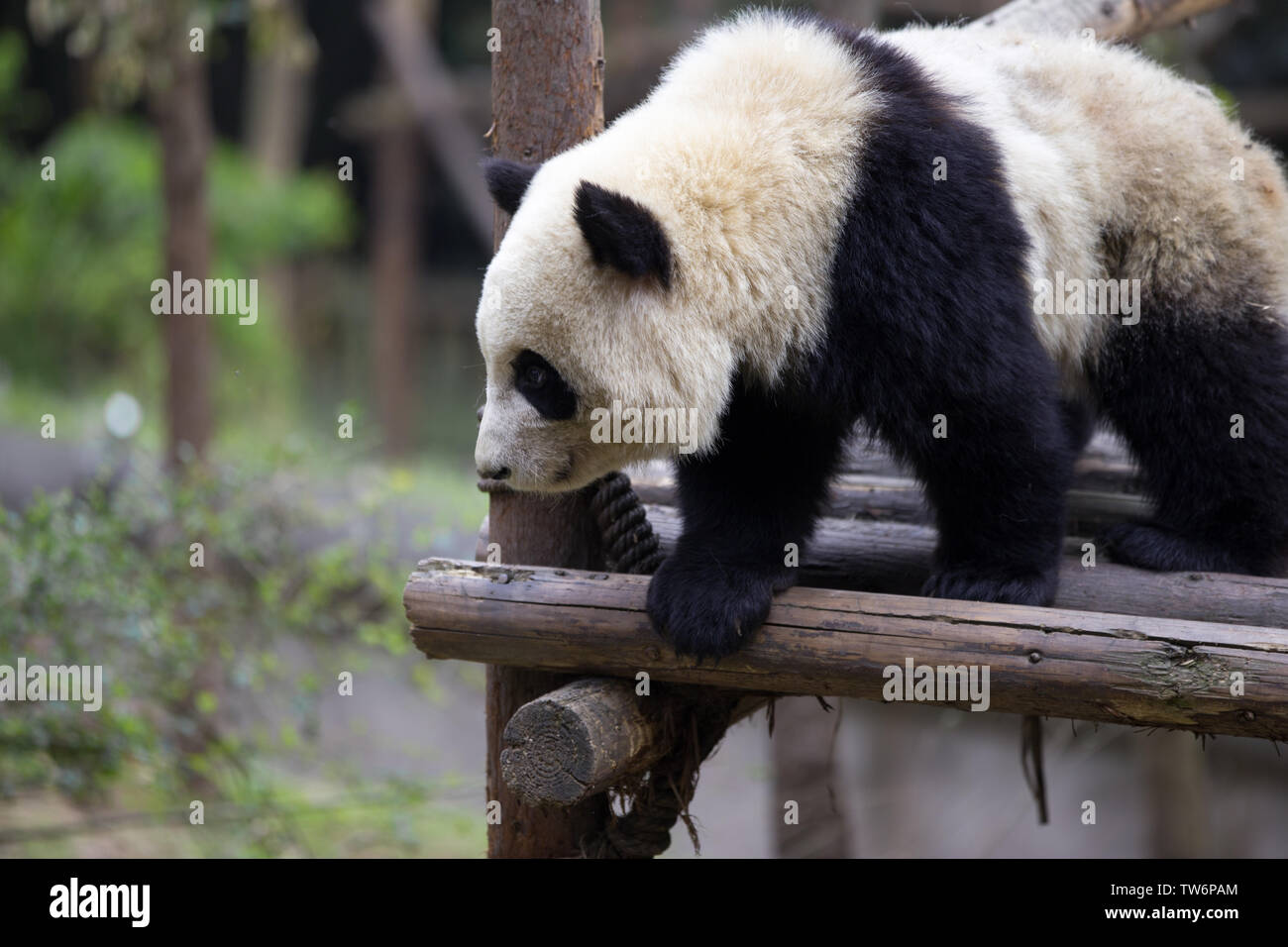 Mammals. Wildlife. No one has zoo Stock Photo - Alamy