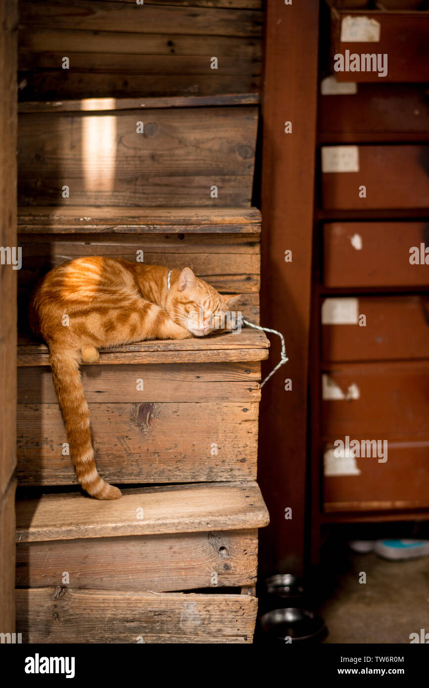 A domestic cat, that is, catching rats, being a pet, perfect Stock ...