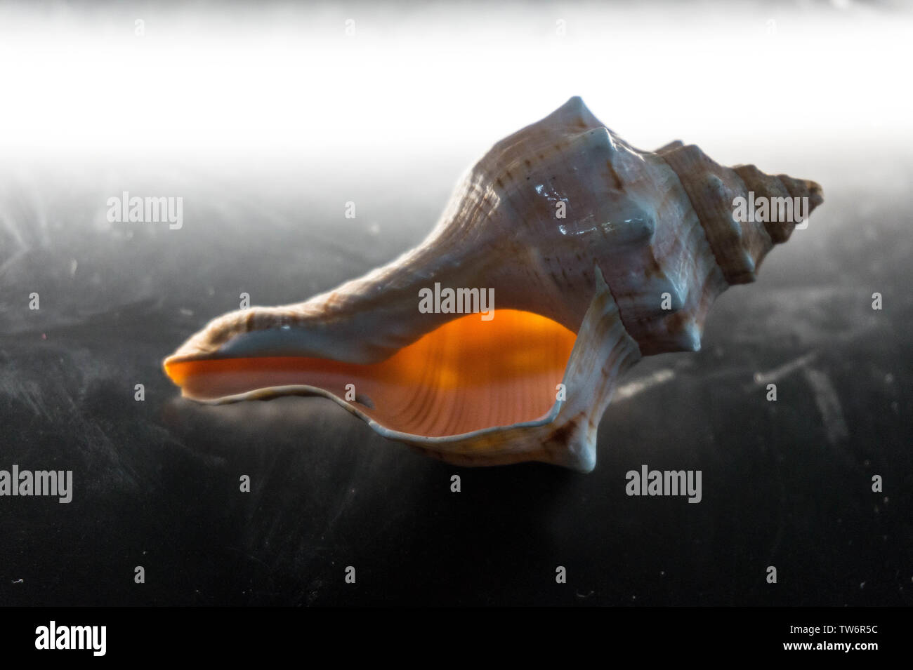 Tropical naval animals hi-res stock photography and images - Alamy