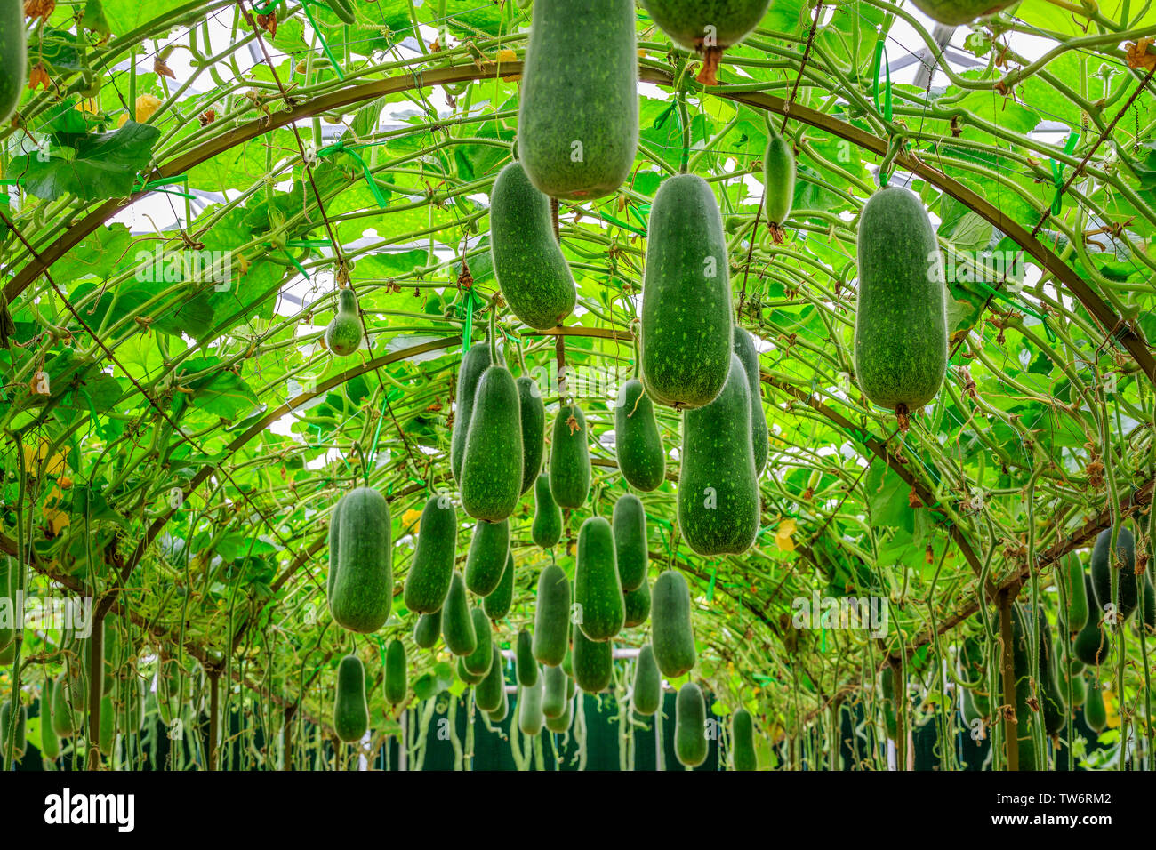 Three-dimensional cultivation of winter melons Stock Photo - Alamy