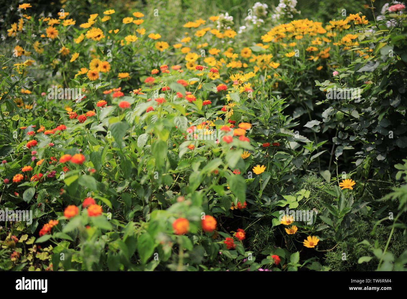 Cluster planting hi-res stock photography and images - Alamy